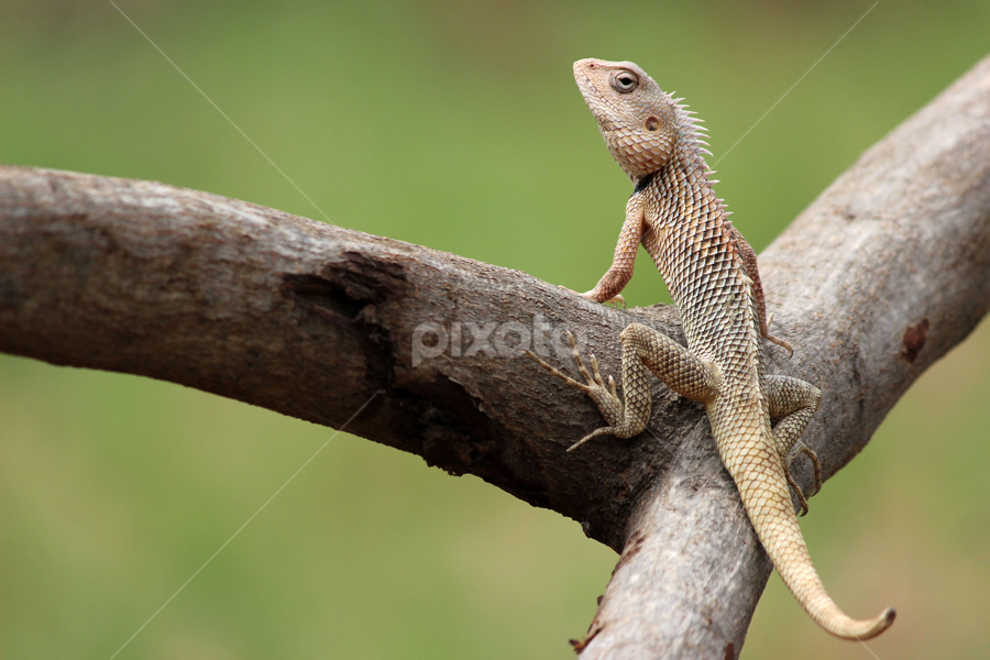 Types Of Garden Lizard In India | Fasci Garden