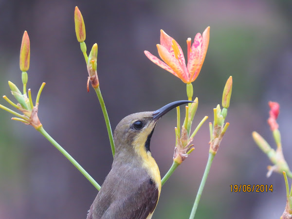 Purple Sunbird (male, eclipse | Project Noah