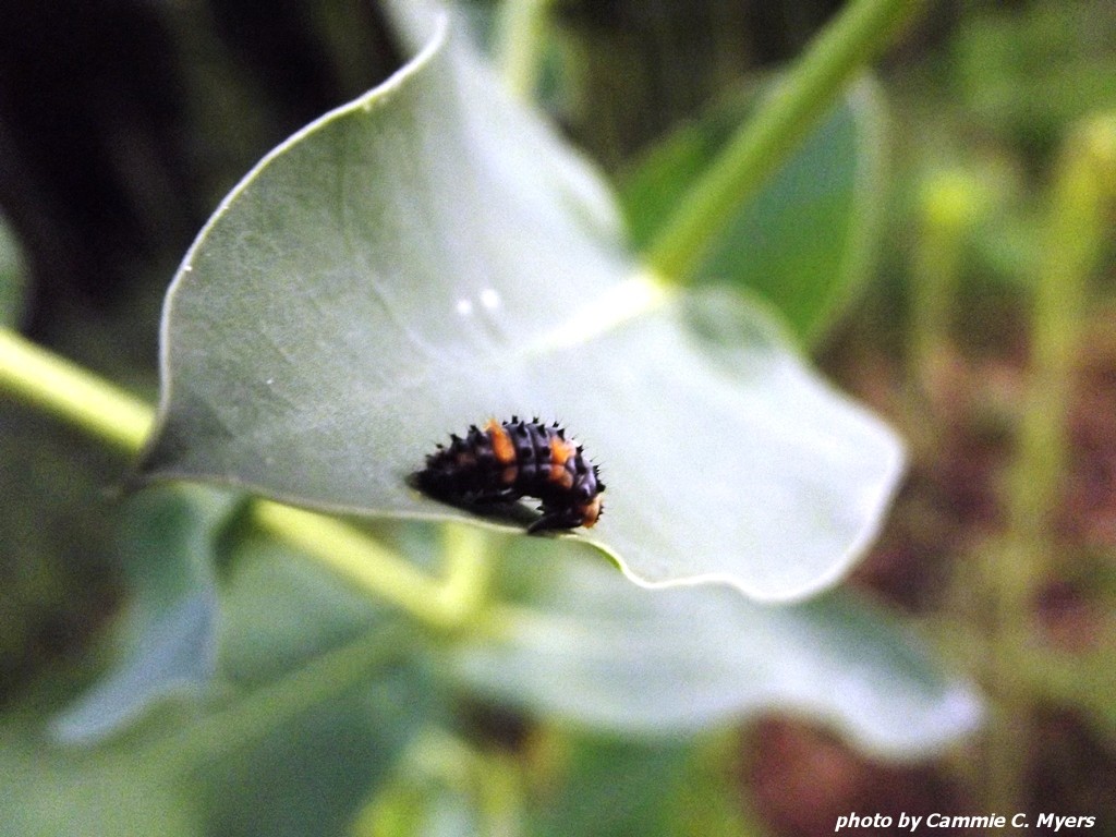 Ladybug (larva) | Project Noah