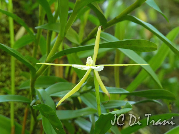 Night Scented Orchid | Project Noah