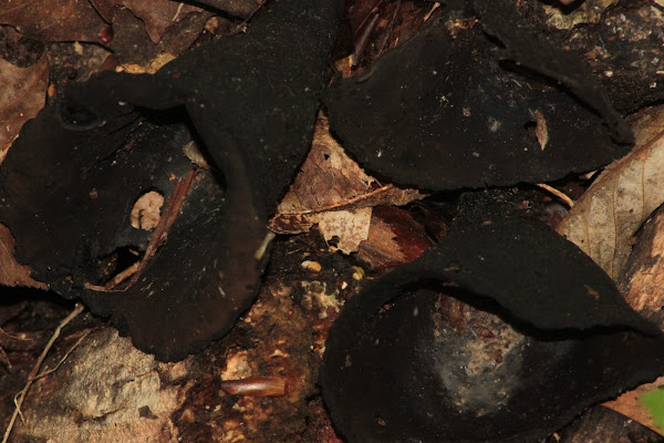 Black Trumpet | Project Noah