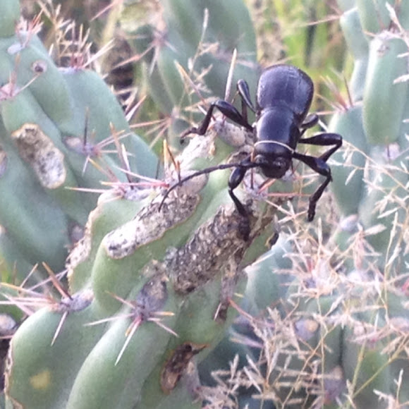 Cactus Longhorned Beetles | Project Noah