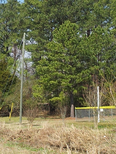 Pine Tree | Project Noah