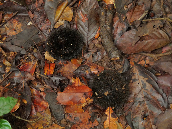 Monkey's comb fruit | Project Noah