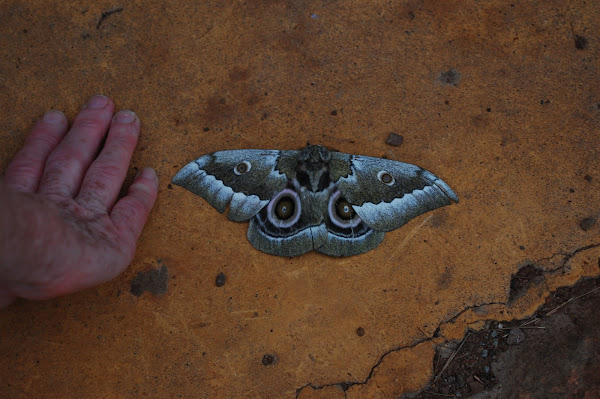 Mopane Moth | Project Noah