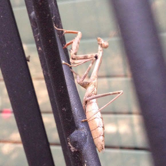 Carolina Mantis | Project Noah