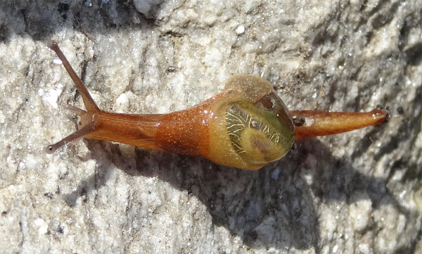 Land snail or semi-slug | Project Noah