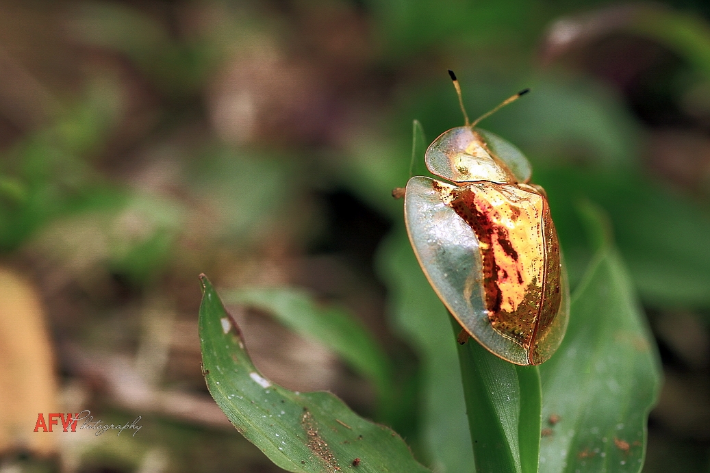 Golden Tortoise beetle | Project Noah