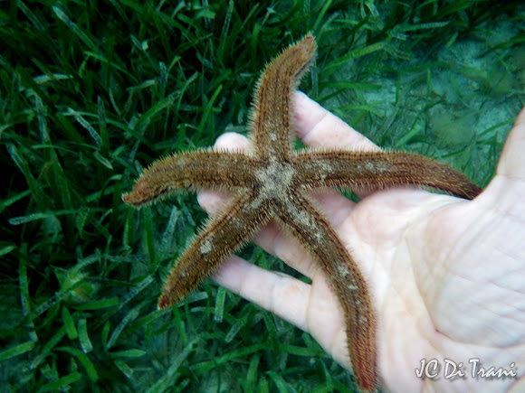 Two-Spined Sea Star | Project Noah