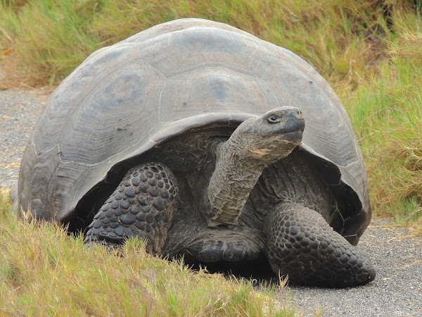 Alcedo tortoise | Project Noah