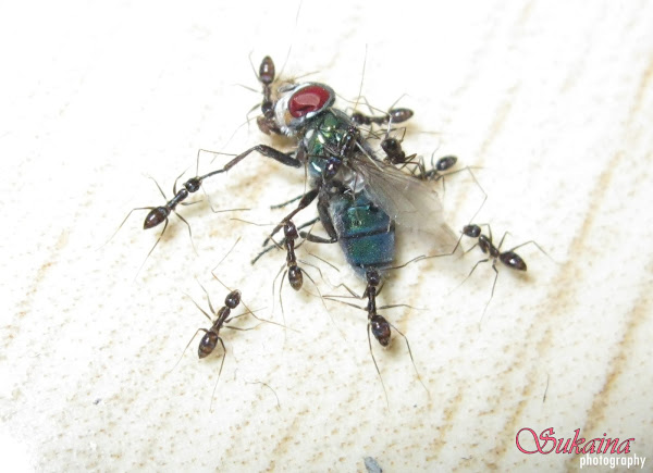 Blue fly | Project Noah