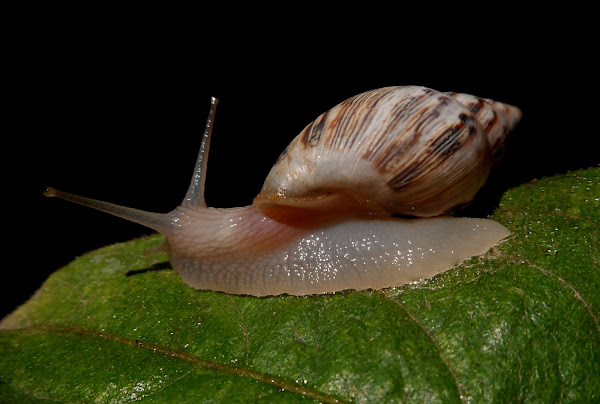 Snail/ Caracol | Project Noah