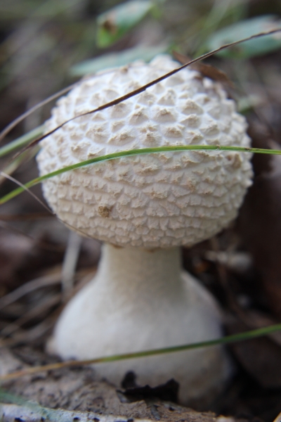 American abrupt-bulbed Lepidella | Project Noah