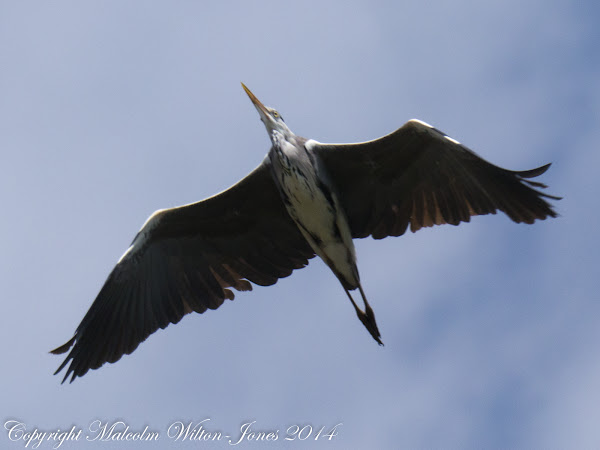 Grey Heron; Garza Real | Project Noah