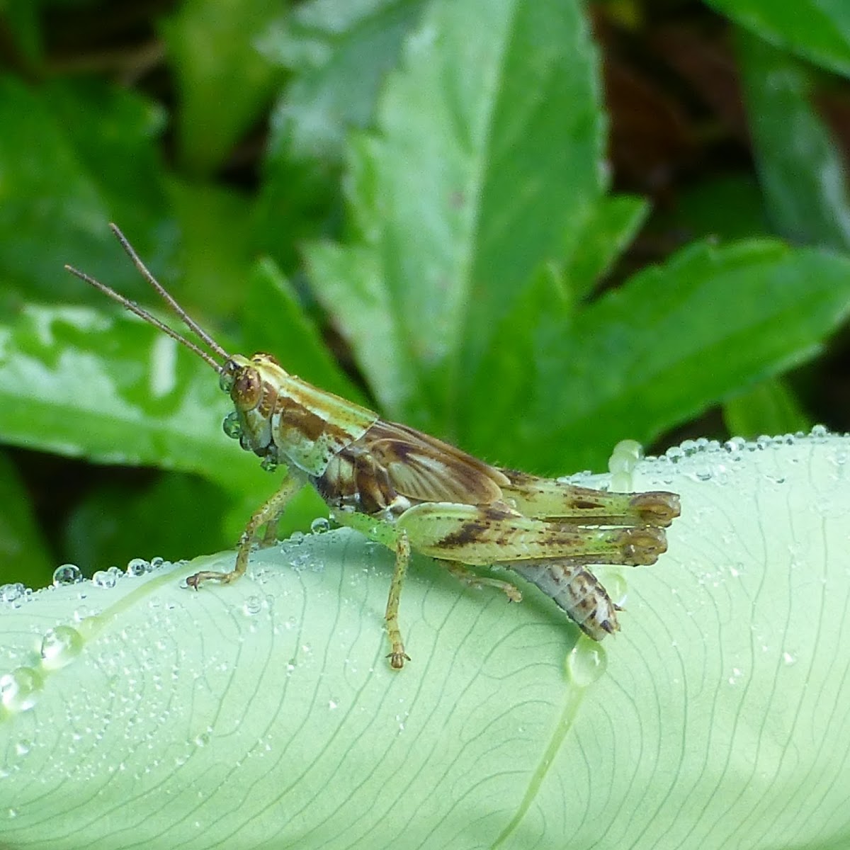 Colourful Grasshopper | Project Noah