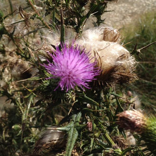 Thistle | Project Noah