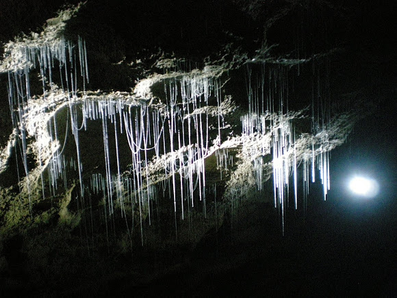 Glow worm | Project Noah