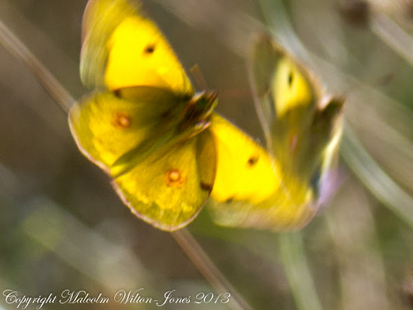 Clouded Yellow | Project Noah