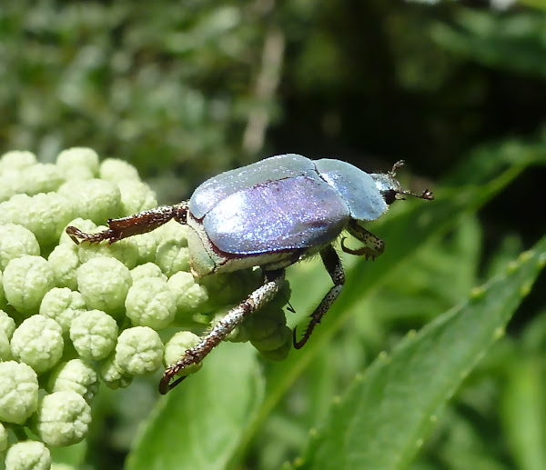 Blue Chafer (male) | Project Noah