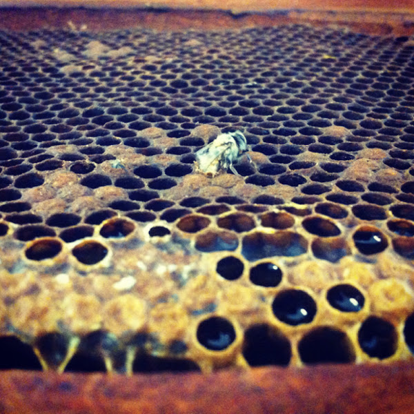 Abeja | Project Noah