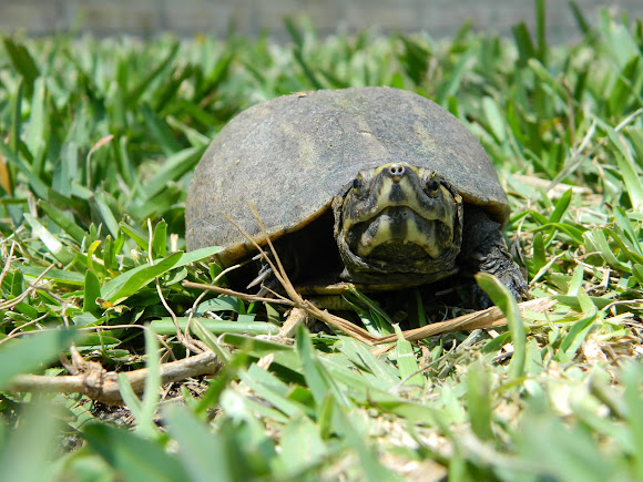 Striped mud turtle | Project Noah