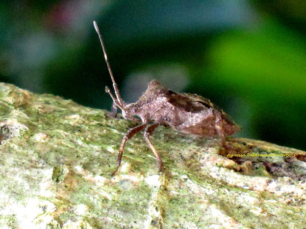 Acanthocoris Coreid Bug | Project Noah