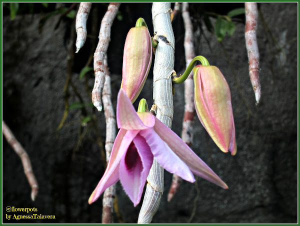 Sanggumay, Purple Rain Orchid | Project Noah