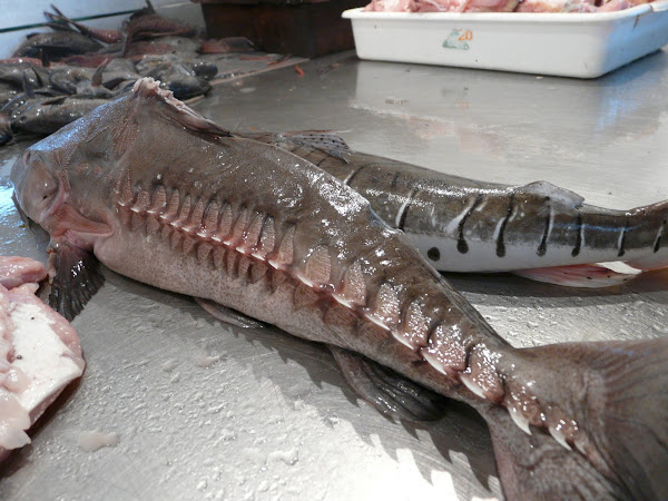 Ripsaw catfish | Project Noah