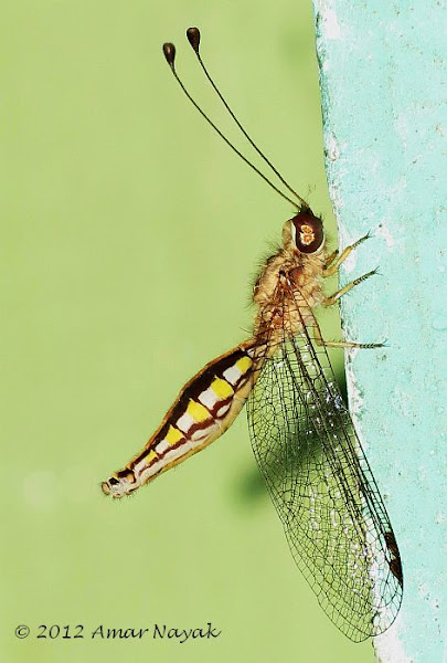 Yellow Owl-fly | Project Noah