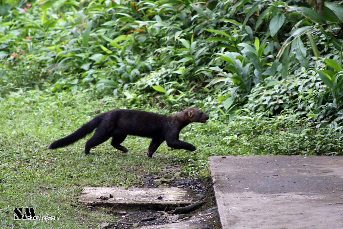 Irara ou papa-mel (Tayra) | Project Noah