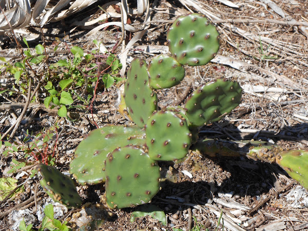 Florida cactus | Project Noah