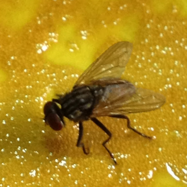 House fly | Project Noah