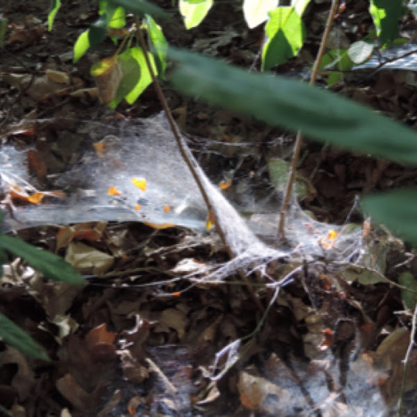 Spider sheet web | Project Noah