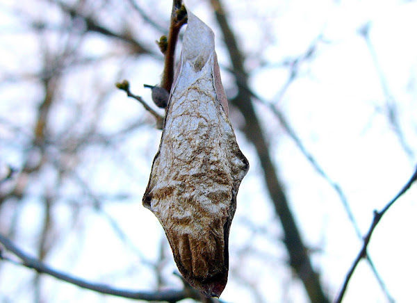 Promethea Silk Moth Cocoon | Project Noah