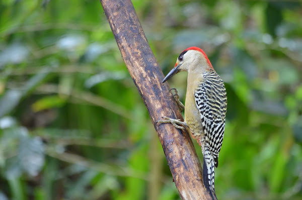 Jabado | Project Noah