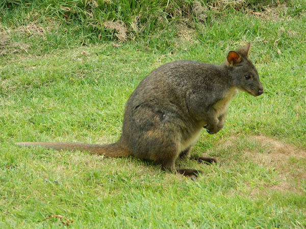 Tasmanian pademelon | Project Noah