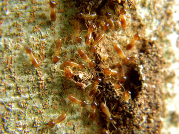 Nasute termites | Project Noah