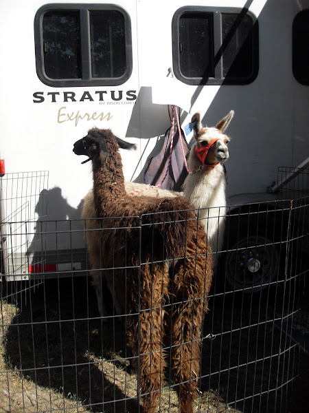 llama | Project Noah