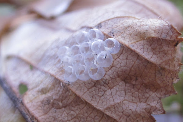 true bug eggshells | Project Noah