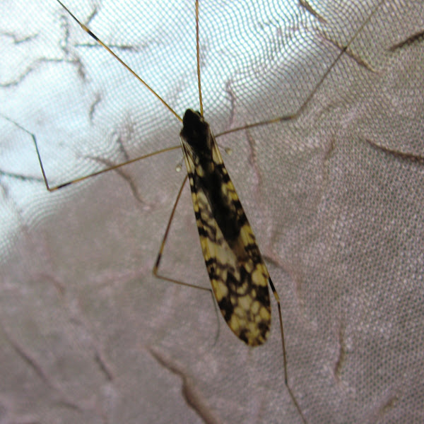 Short-palped Crane Fly | Project Noah