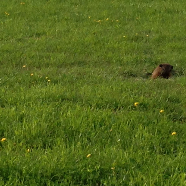 Groundhog | Project Noah