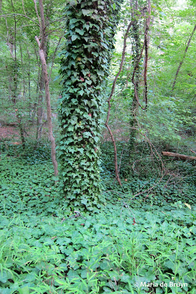 English ivy | Project Noah