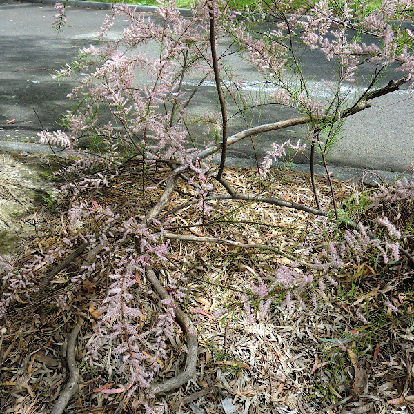 Athel Tree | Project Noah