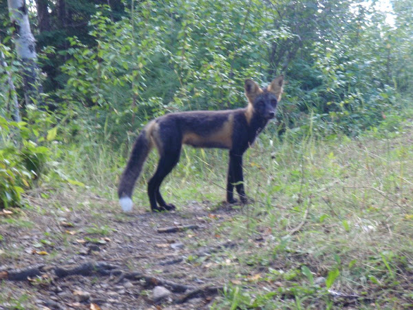 Red Fox (Melanistic) | Project Noah