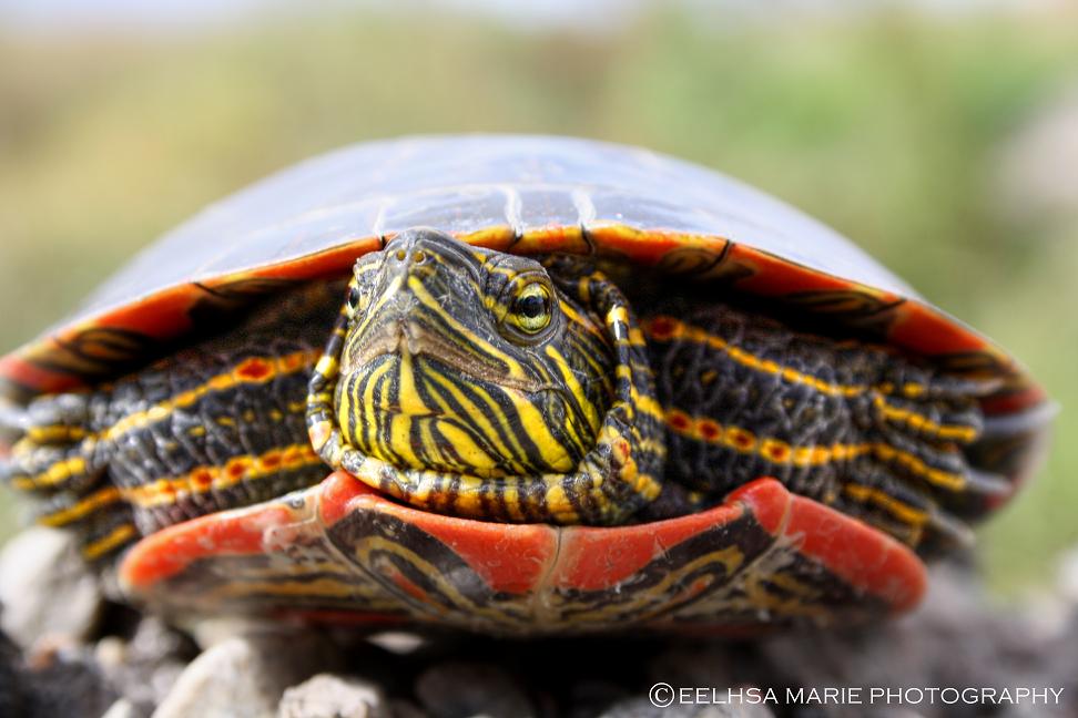 Western Painted Turtle | Project Noah