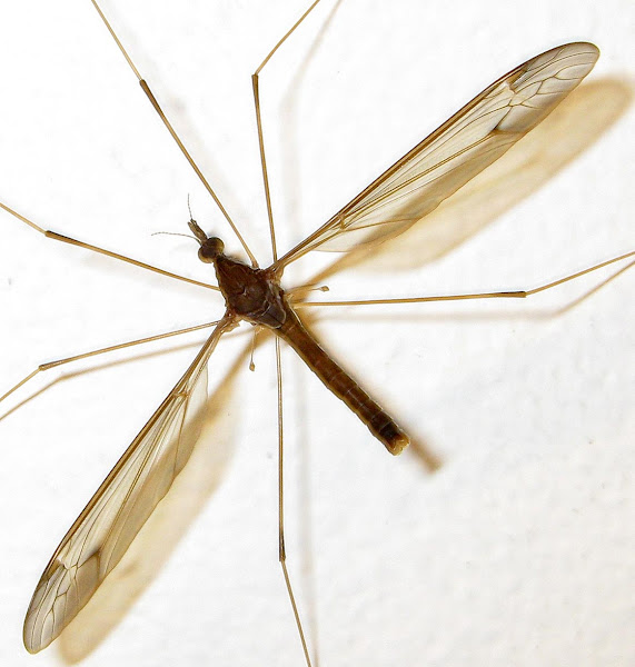 Giant Crane Fly | Project Noah