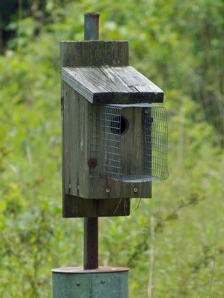 Tree Swallow (nesting box) | Project Noah