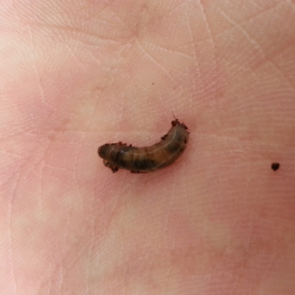 grub worm | Project Noah
