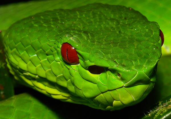 Chinese Green Tree Pit Viper | Project Noah