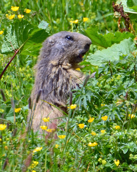 Alpine marmot | Project Noah